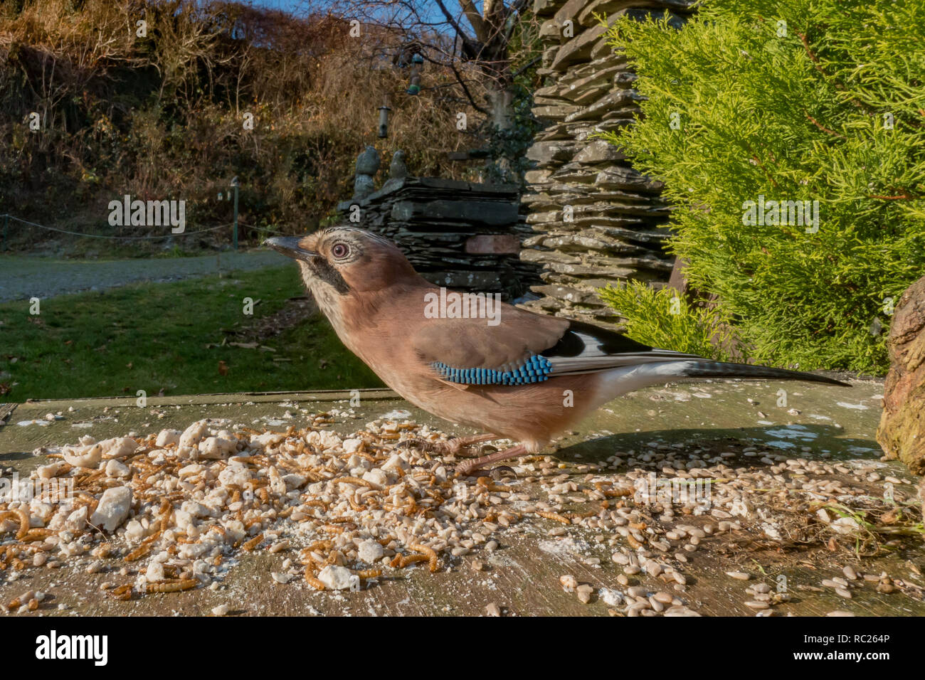 Jay. Garrulus glandarius. Single adult on bird table. Powys. Wales ...