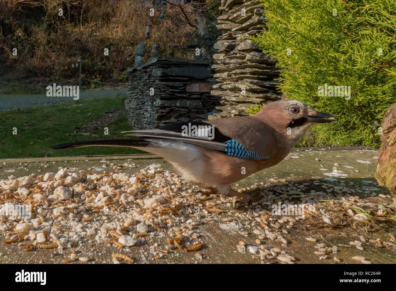 Jay bird uk garden hi-res stock photography and images - Alamy