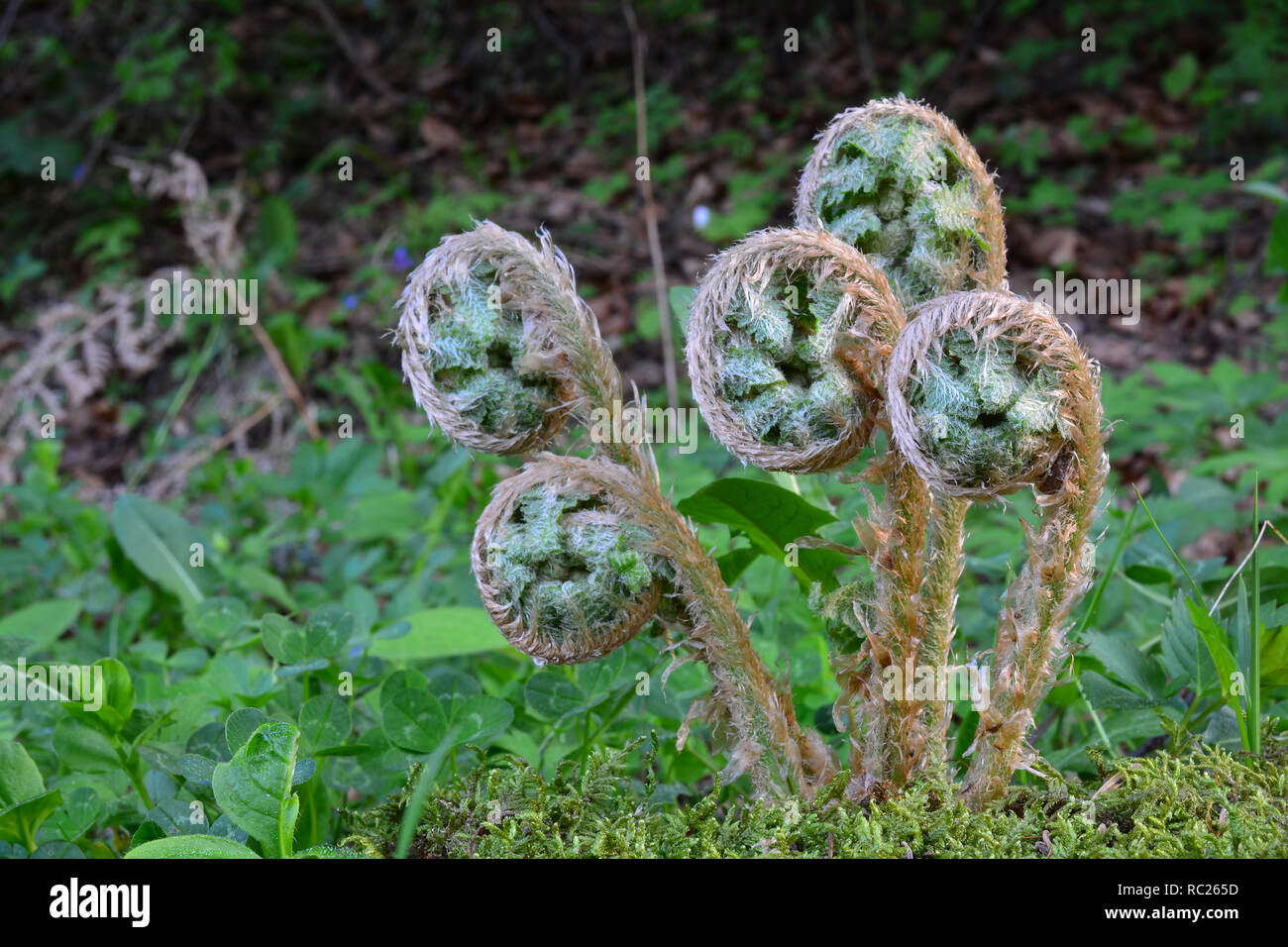 Five young spring fern burgeons, delicious wild food, as salad or fried ...
