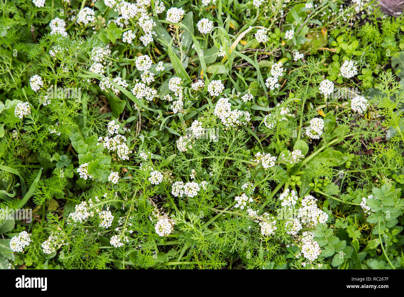 Sardinia flowers hi-res stock photography and images - Alamy