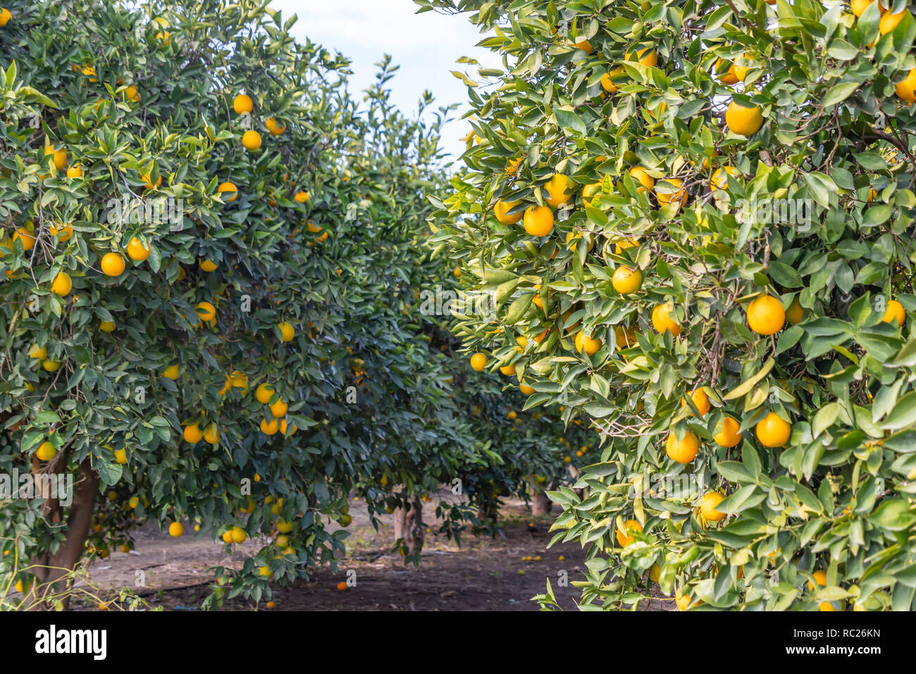 Oranges fruit citrus trees hi-res stock photography and images - Alamy