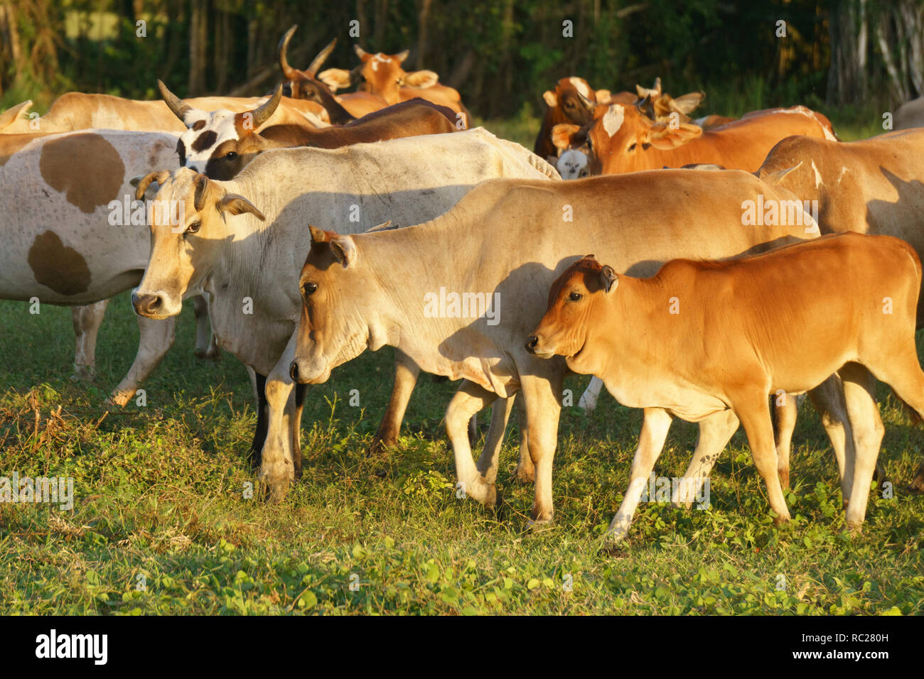 Cattle cow graze grass at tropical ranch in Sabah Malaysian Borneo ...