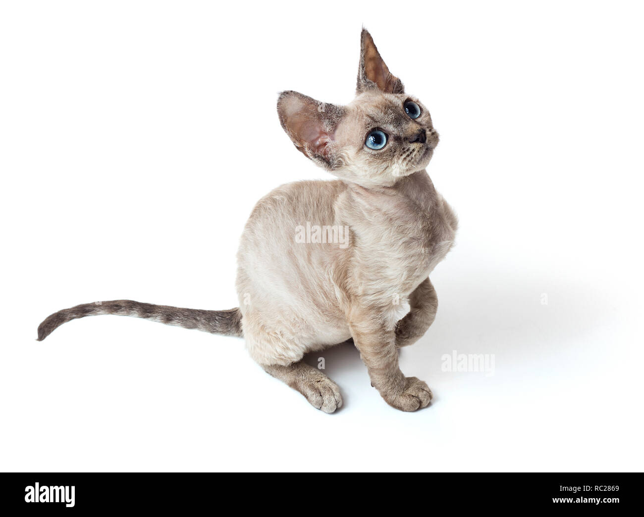 chocolate kitten with blue eyes isolated on white background Stock ...