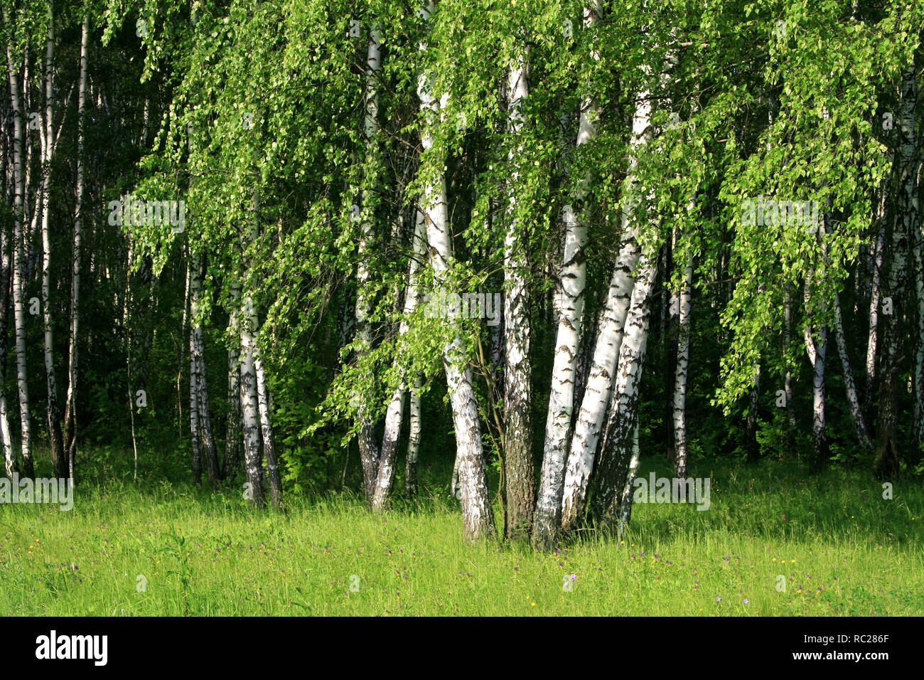 birch trees with young foliage in a summer forest Stock Photo - Alamy