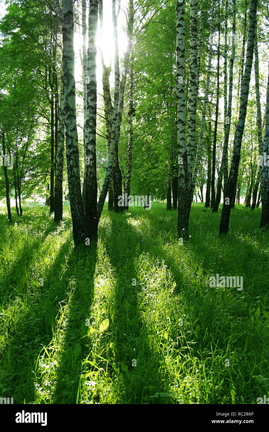 birch trees with long shadows in summer forest Stock Photo - Alamy