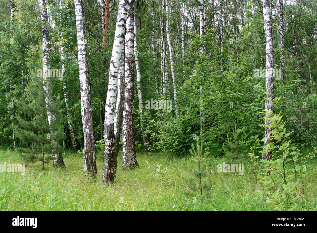 birch trees in a summer forest Stock Photo - Alamy