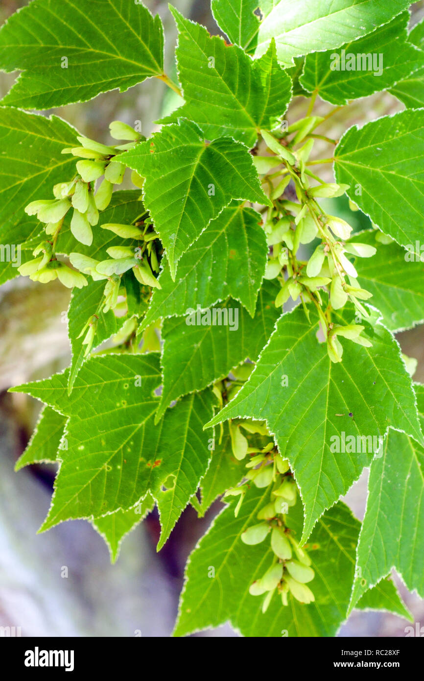 Snakebark Maple, Acer rufinerve 'Albolimbatum', leaves and ripening ...