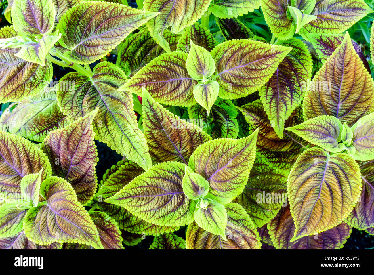Coleus Plant Leaves High Resolution Stock Photography and Images - Alamy