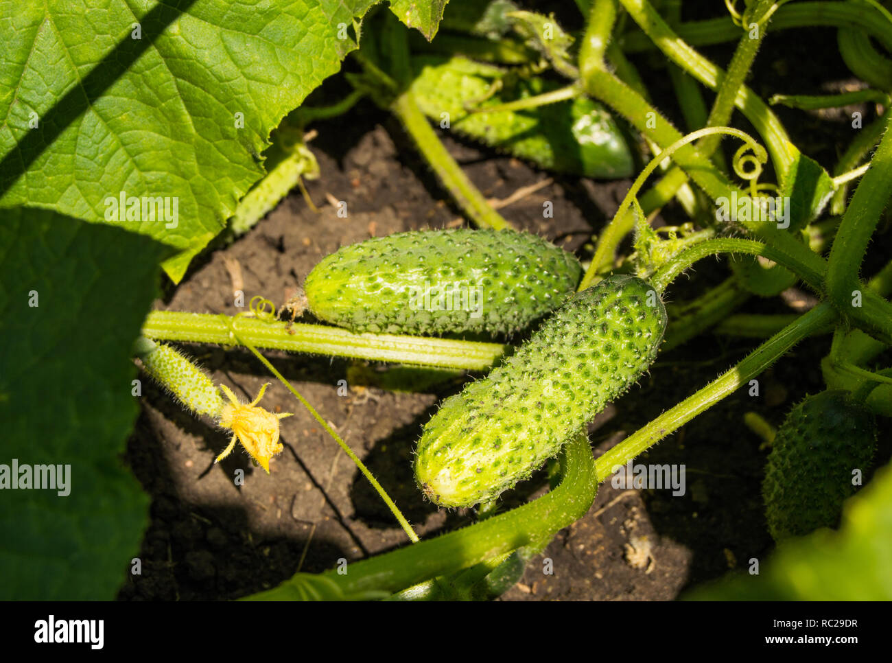 Young cucumber plants with flowers and fruits, fresh green foliage on ...