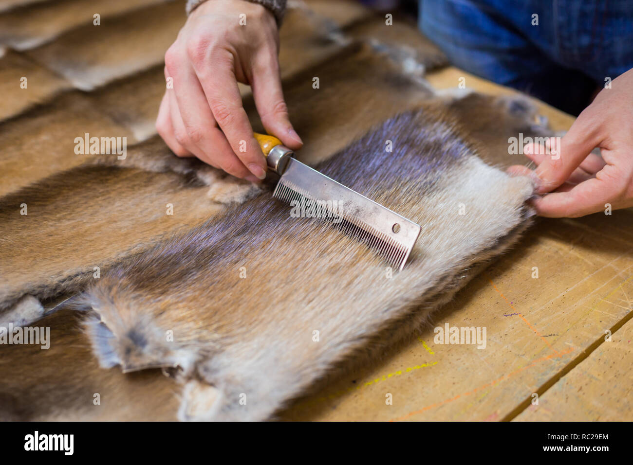 Professional male skinner, furrier working with mink fur skin at ...