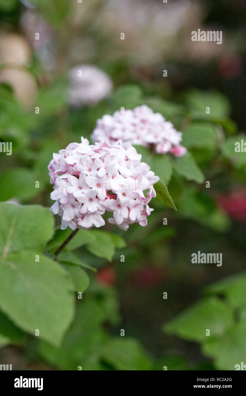 Viburnum carlesii spring flower hi-res stock photography and images - Alamy