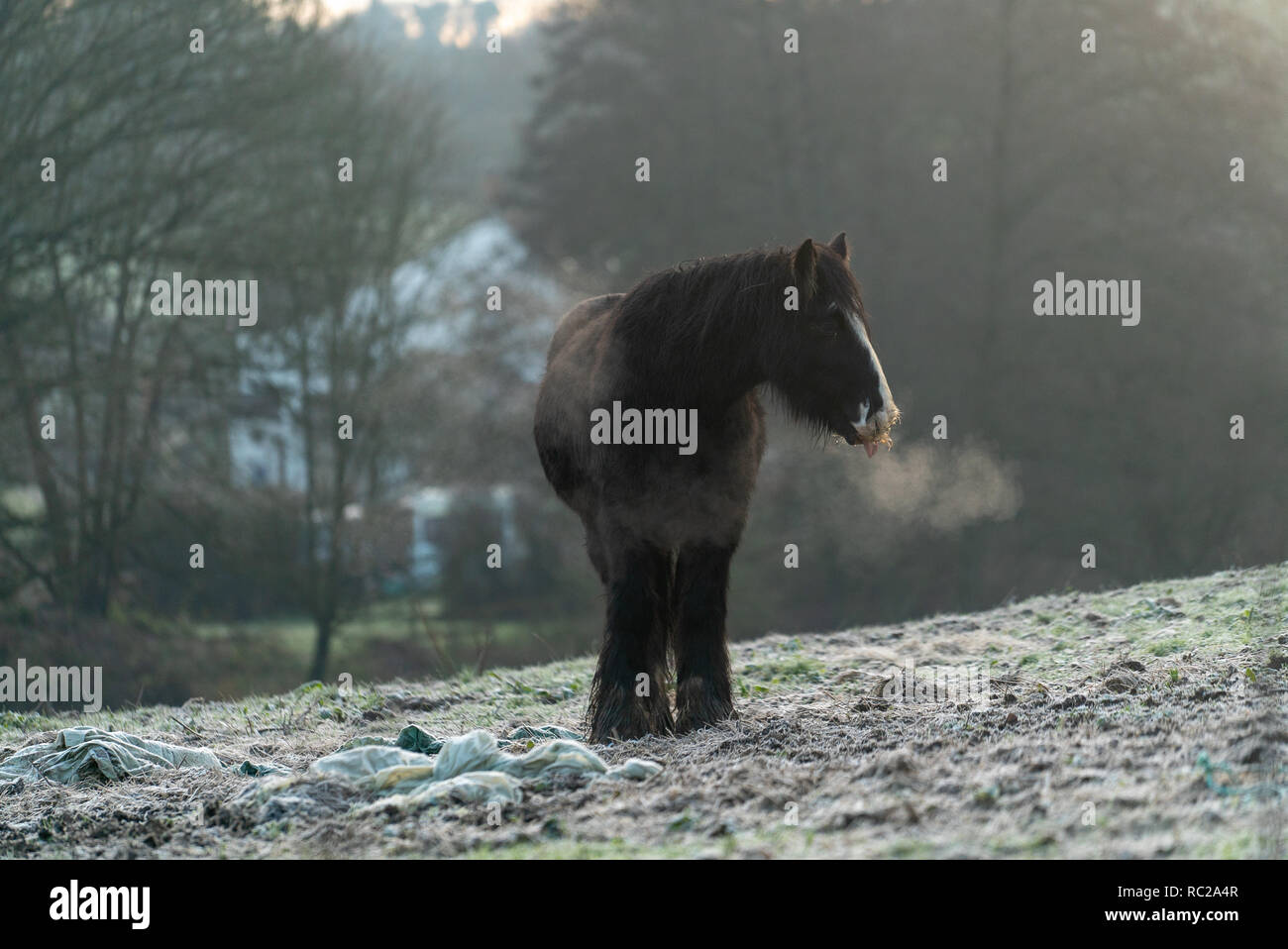 Horse Exhaling Steam During Cold Weather [8 of 9] Stock Photo - Alamy