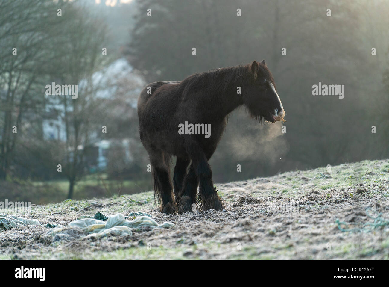 Horse Exhaling Steam During Cold Weather [6 of 9] Stock Photo - Alamy