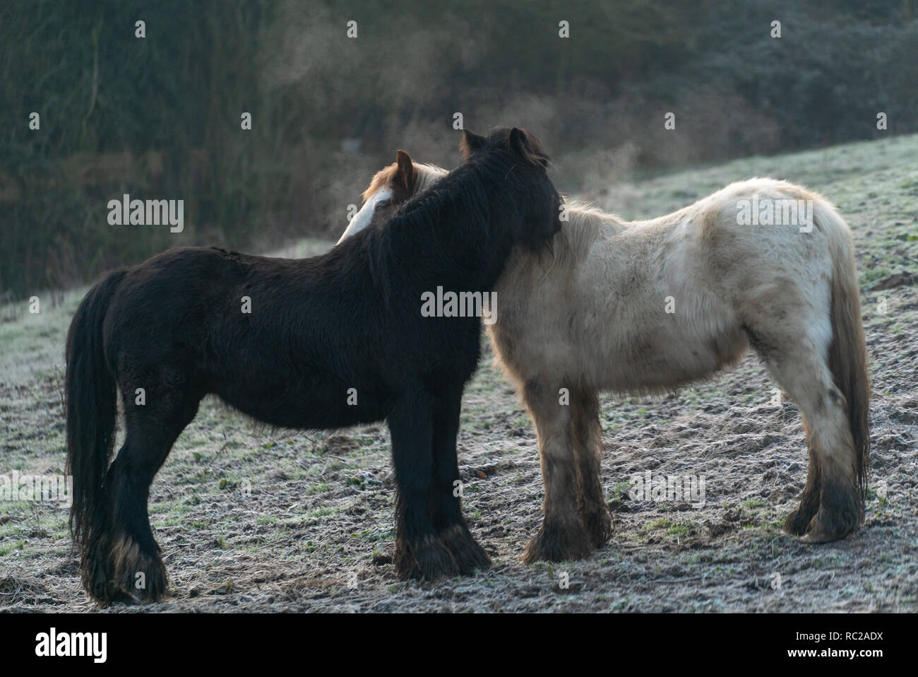 Back and White Horses Cuddle During Freezing Temperatures Stock Photo ...