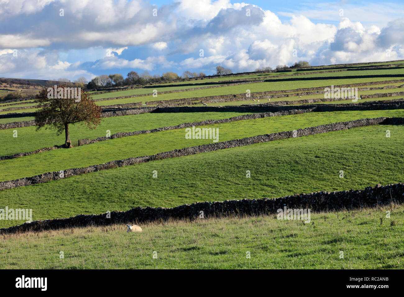 View over the Drystone walls around Littondale, Litton village, Peak ...