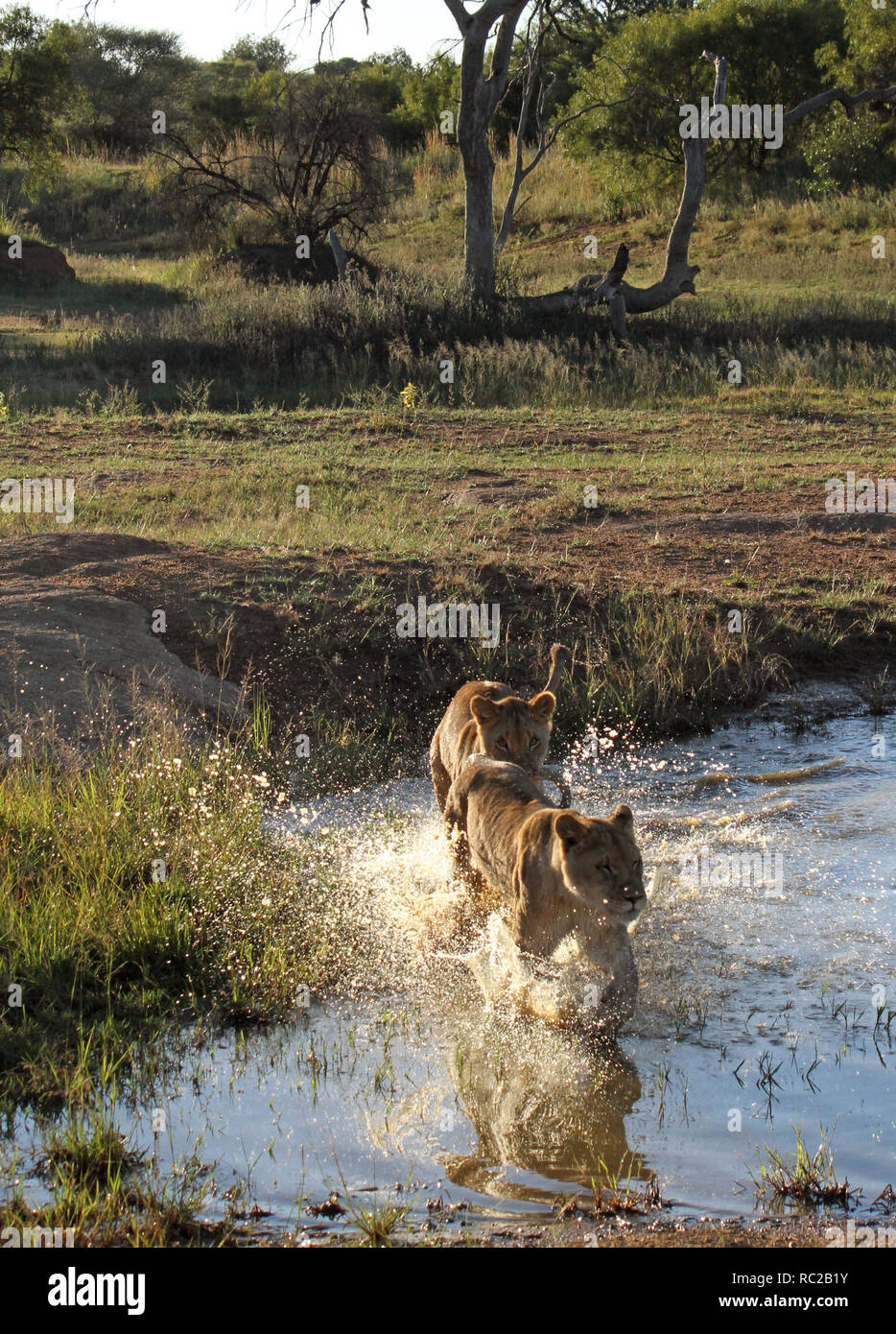 Two young lions running through the shallow water of a pond in a South ...