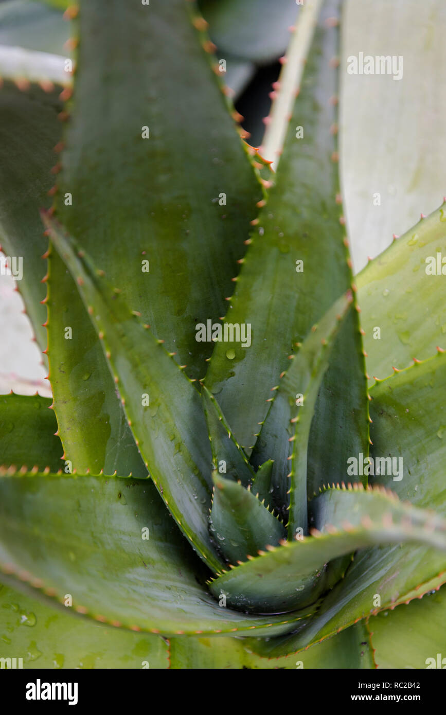 Aloe vera plant, Royal Botanic Gardens, Sydney, NSW, Australia Stock ...