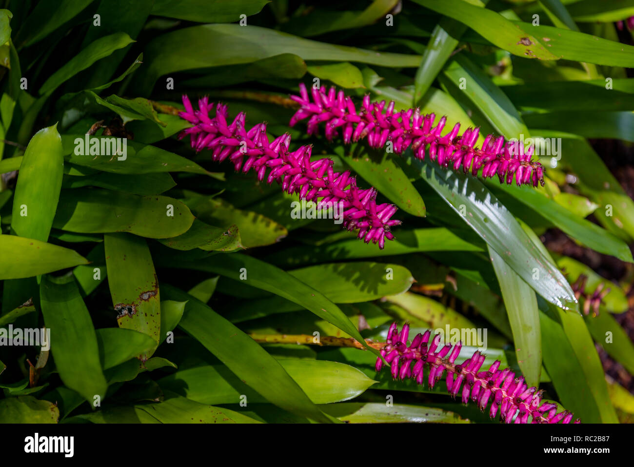 Aechmea gamosepala, a bromeliad endemic to southern Brazil, Royal ...