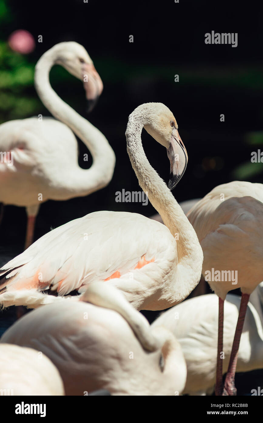 White feather in beak hi-res stock photography and images - Alamy