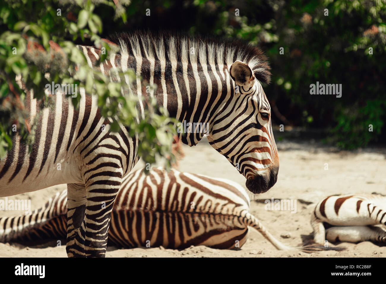 Zebra head portrait Stock Photo - Alamy