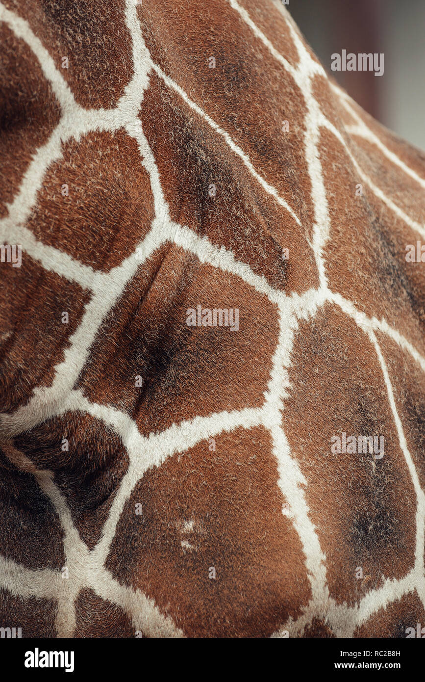 Giraffe skin pattern, texture Stock Photo - Alamy