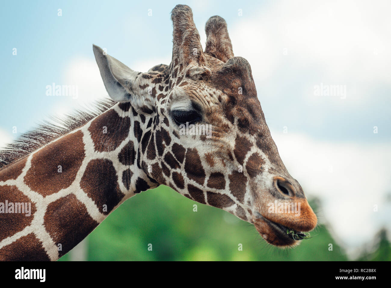 Giraffe head portrait Stock Photo - Alamy
