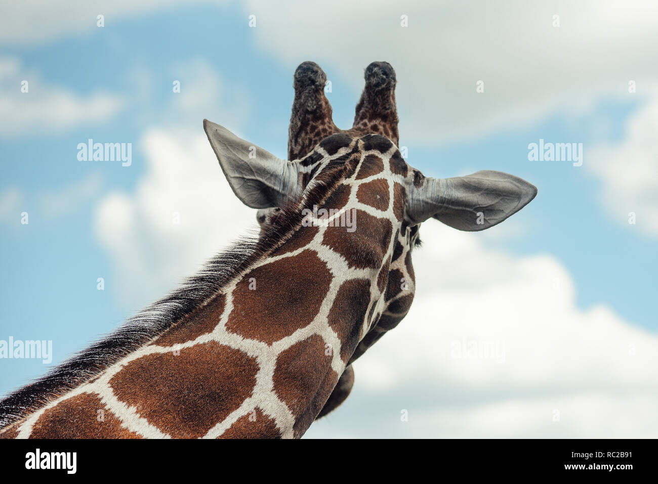 Giraffe head, portrait from the back Stock Photo - Alamy