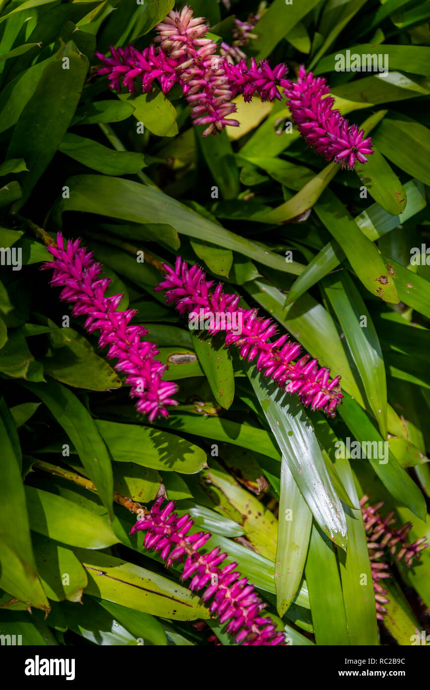 Aechmea gamosepala, a bromeliad endemic to southern Brazil, Royal ...