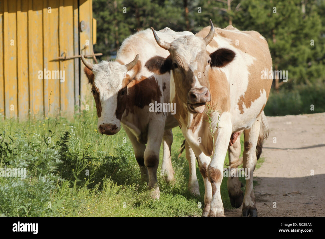 Brown caws hi-res stock photography and images - Alamy