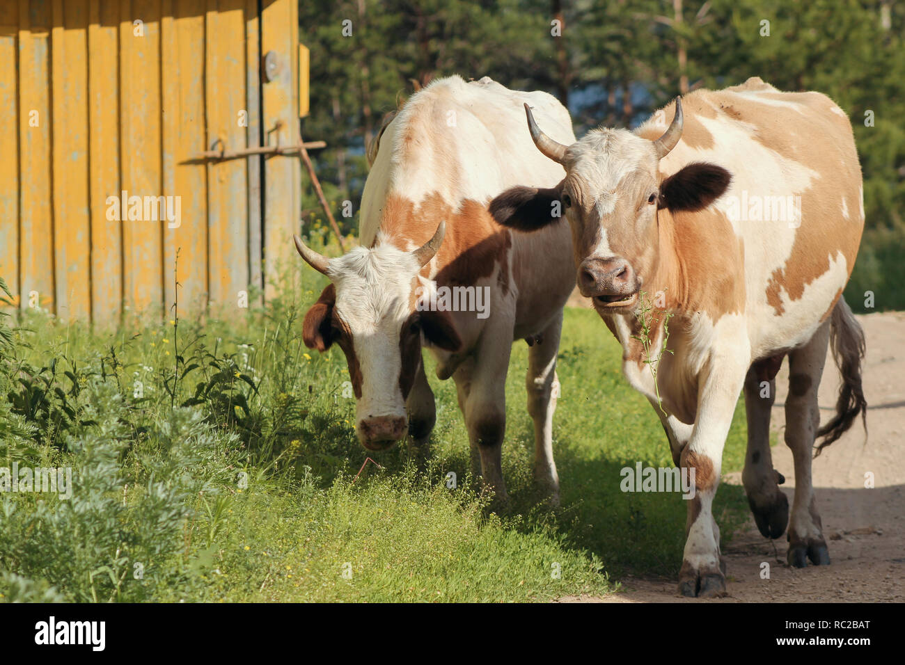 Brown caws hi-res stock photography and images - Alamy