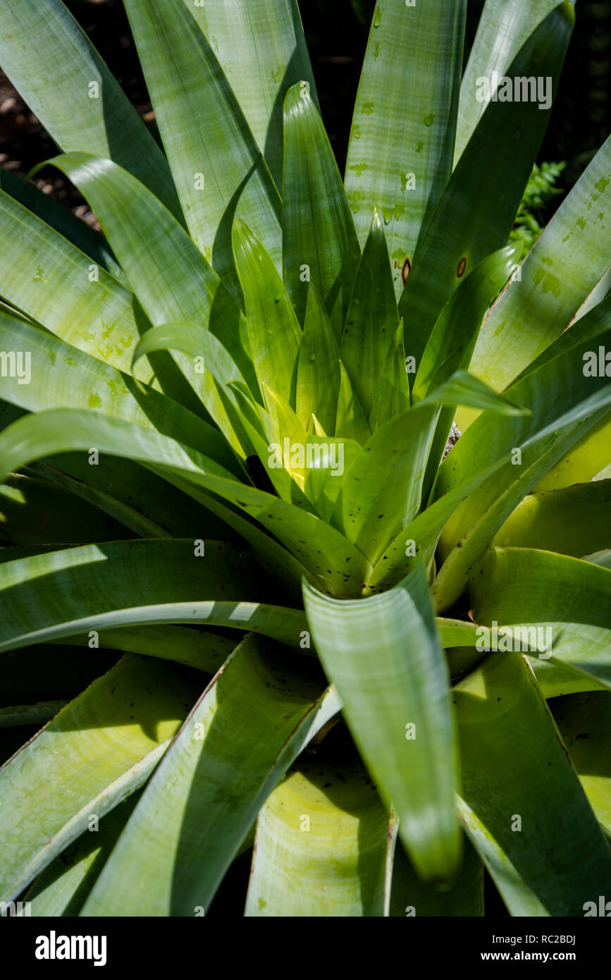 Alcantarea extensa bromeliad plant, Royal Botanic Gardens, Sydney, NSW ...