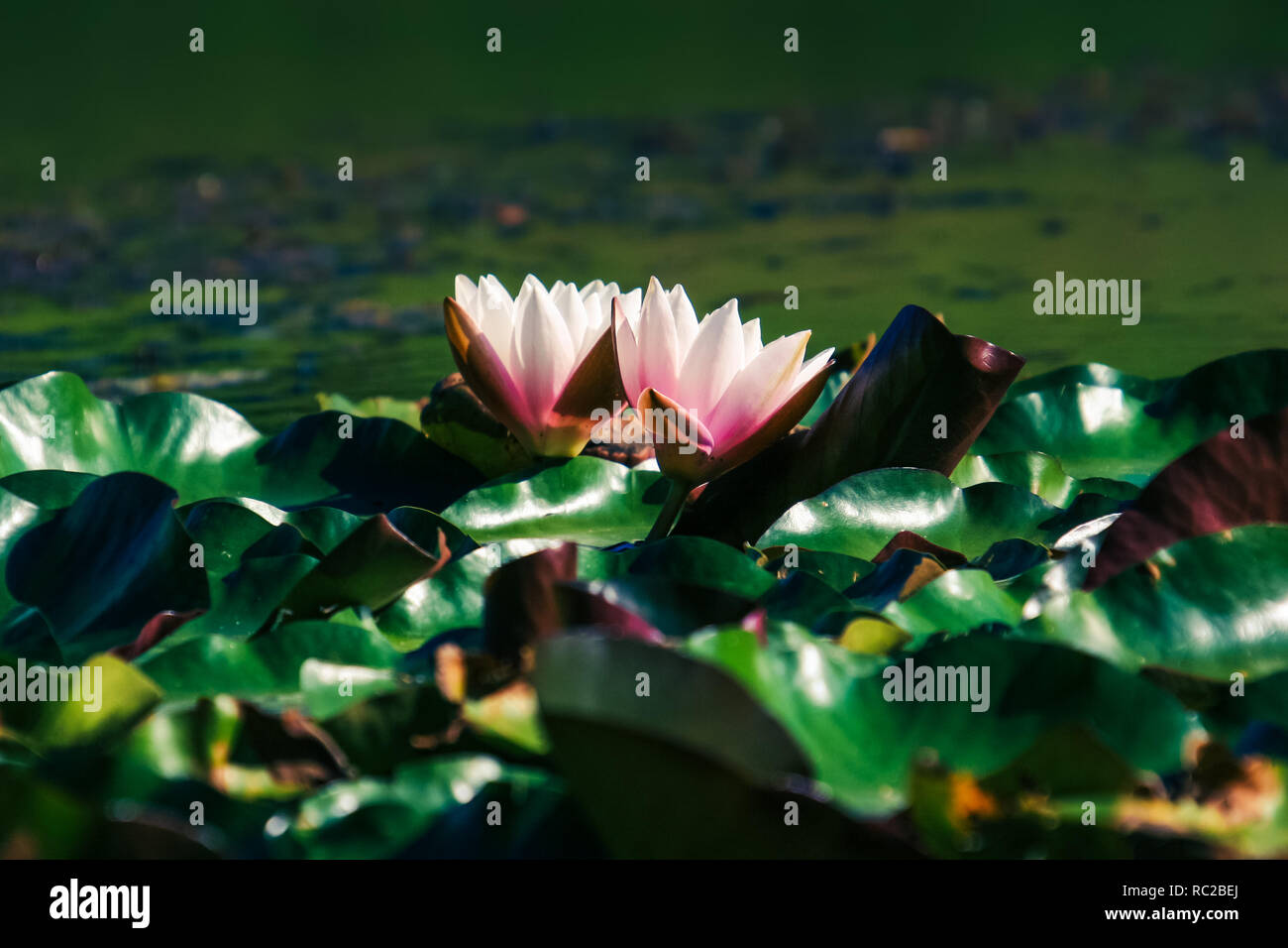 Lily half half hi-res stock photography and images - Alamy