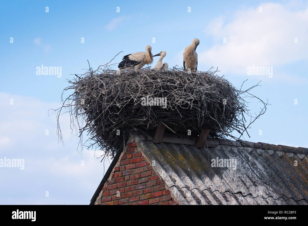 Storks nest on roof hi-res stock photography and images - Alamy
