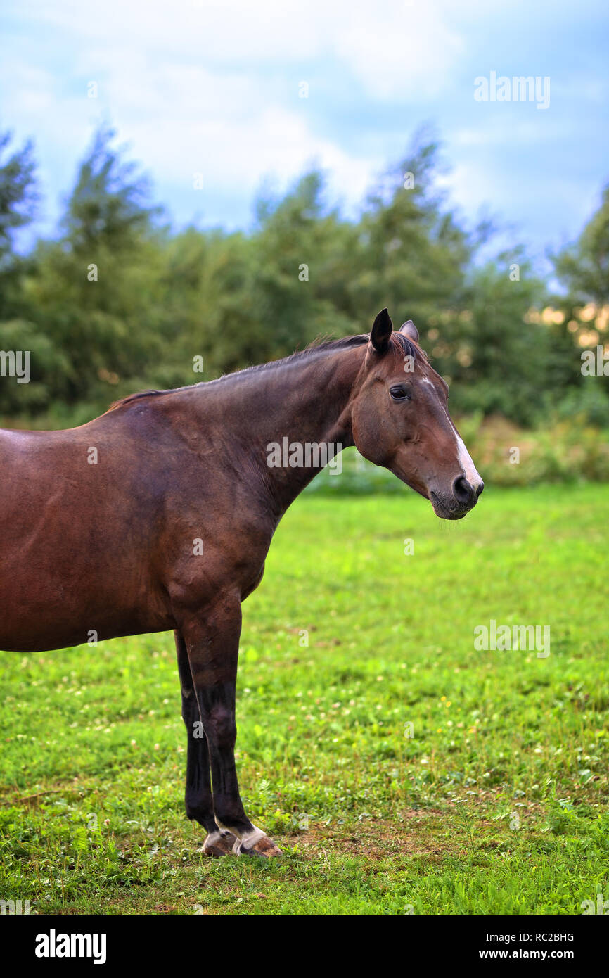 portrait of a brown thoroughbred horse Stock Photo - Alamy
