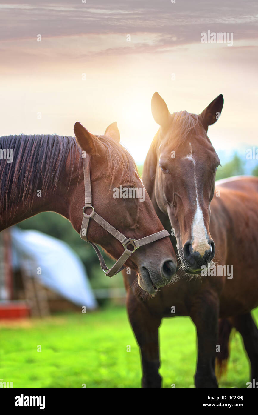 Horses are cuddling hi-res stock photography and images - Alamy
