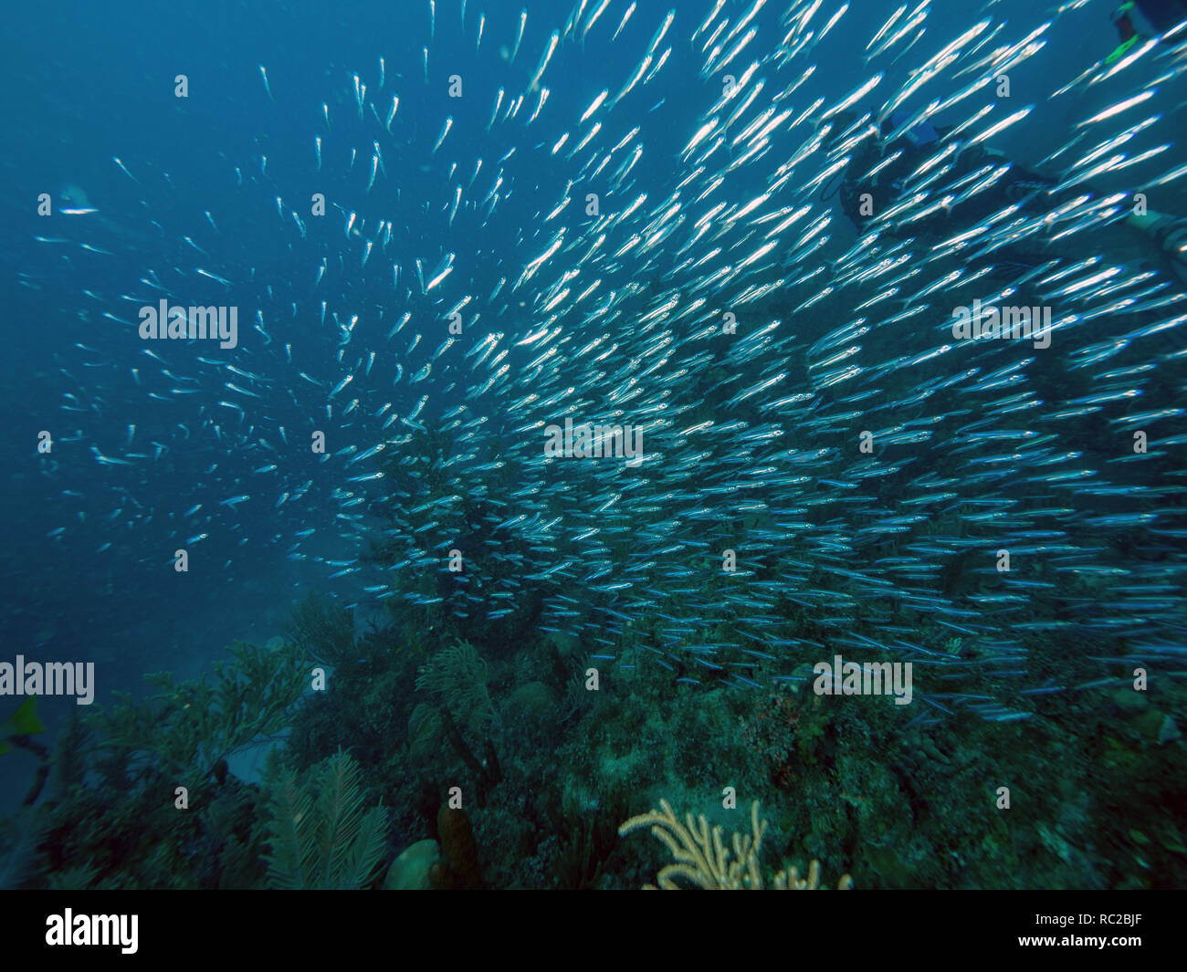 Fish swarm scuba diver hi-res stock photography and images - Alamy