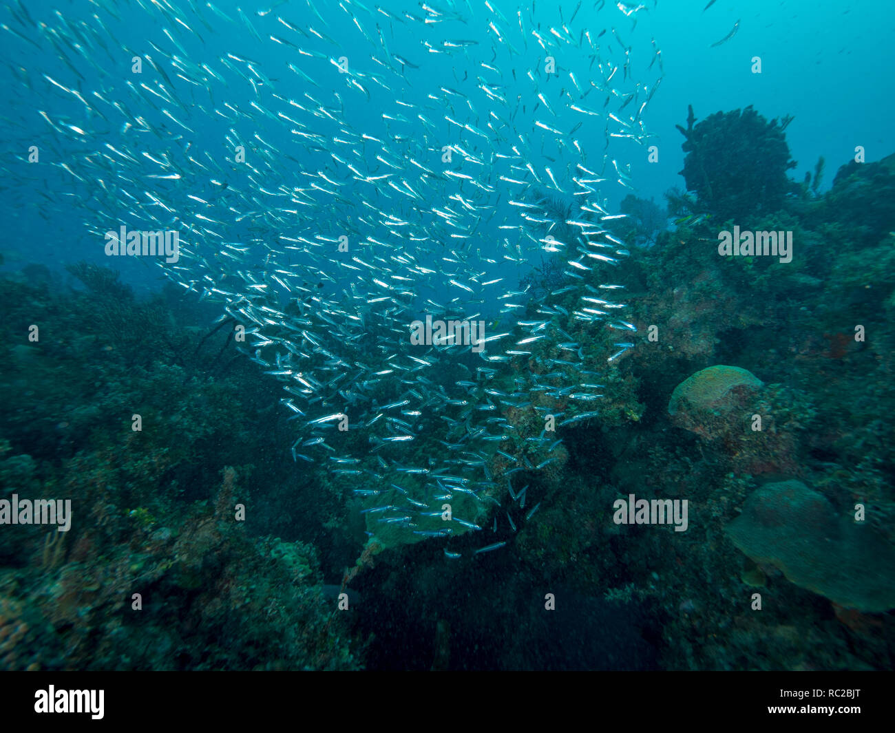 Fish swarm hi-res stock photography and images - Alamy