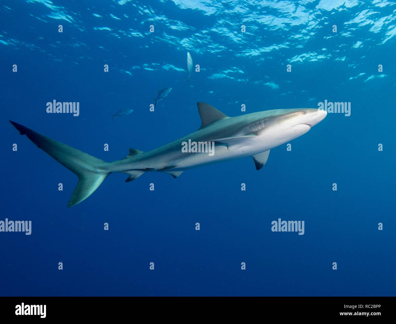 Silky shark and scuba diver hi-res stock photography and images - Alamy