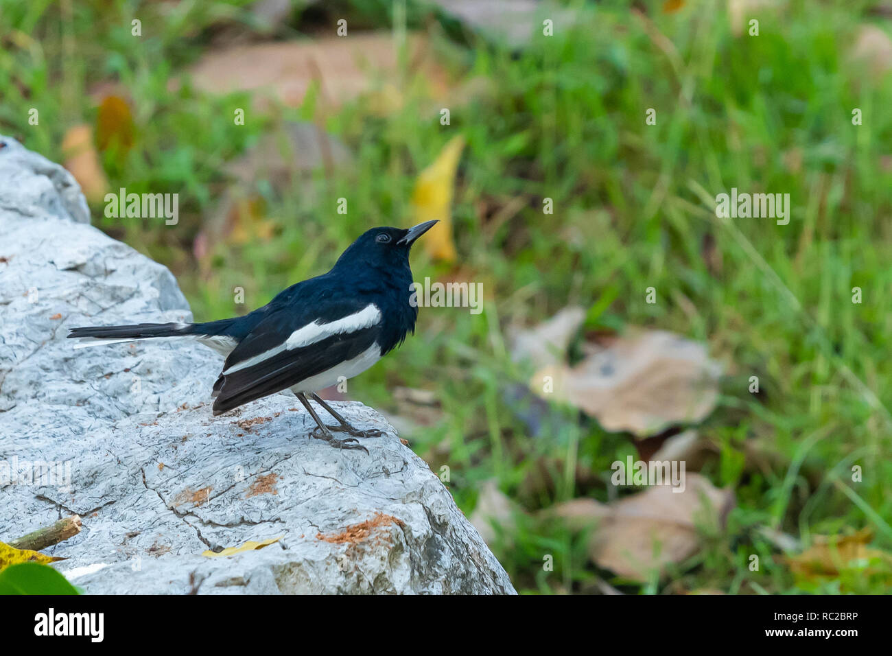 Male oriental hi-res stock photography and images - Alamy