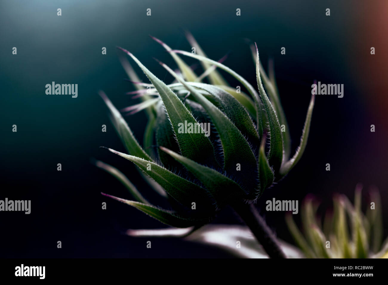 Beautiful backlight hi-res stock photography and images - Alamy