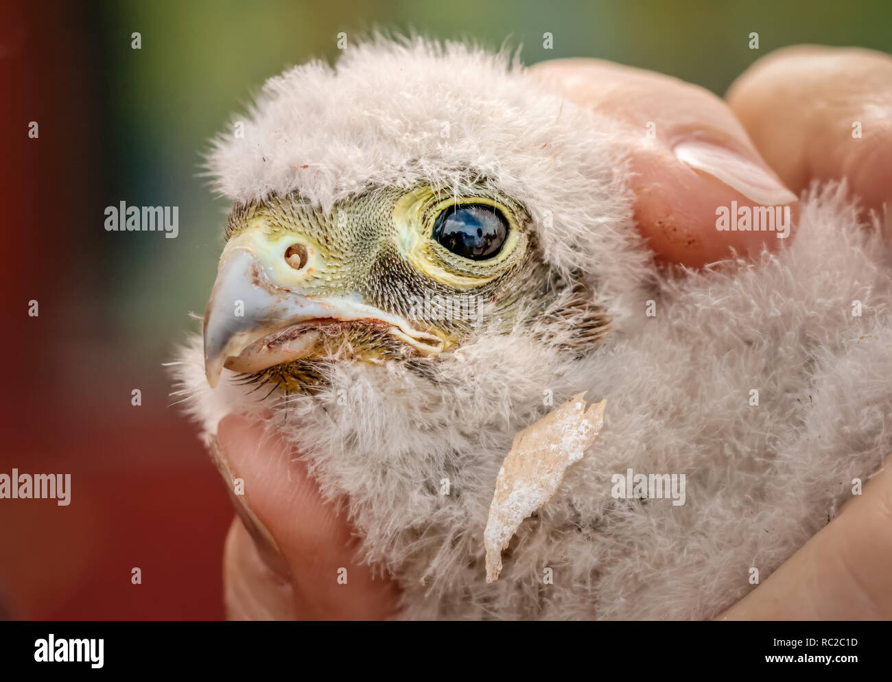 cute little young kestrel nestling captured for ringing Stock Photo - Alamy