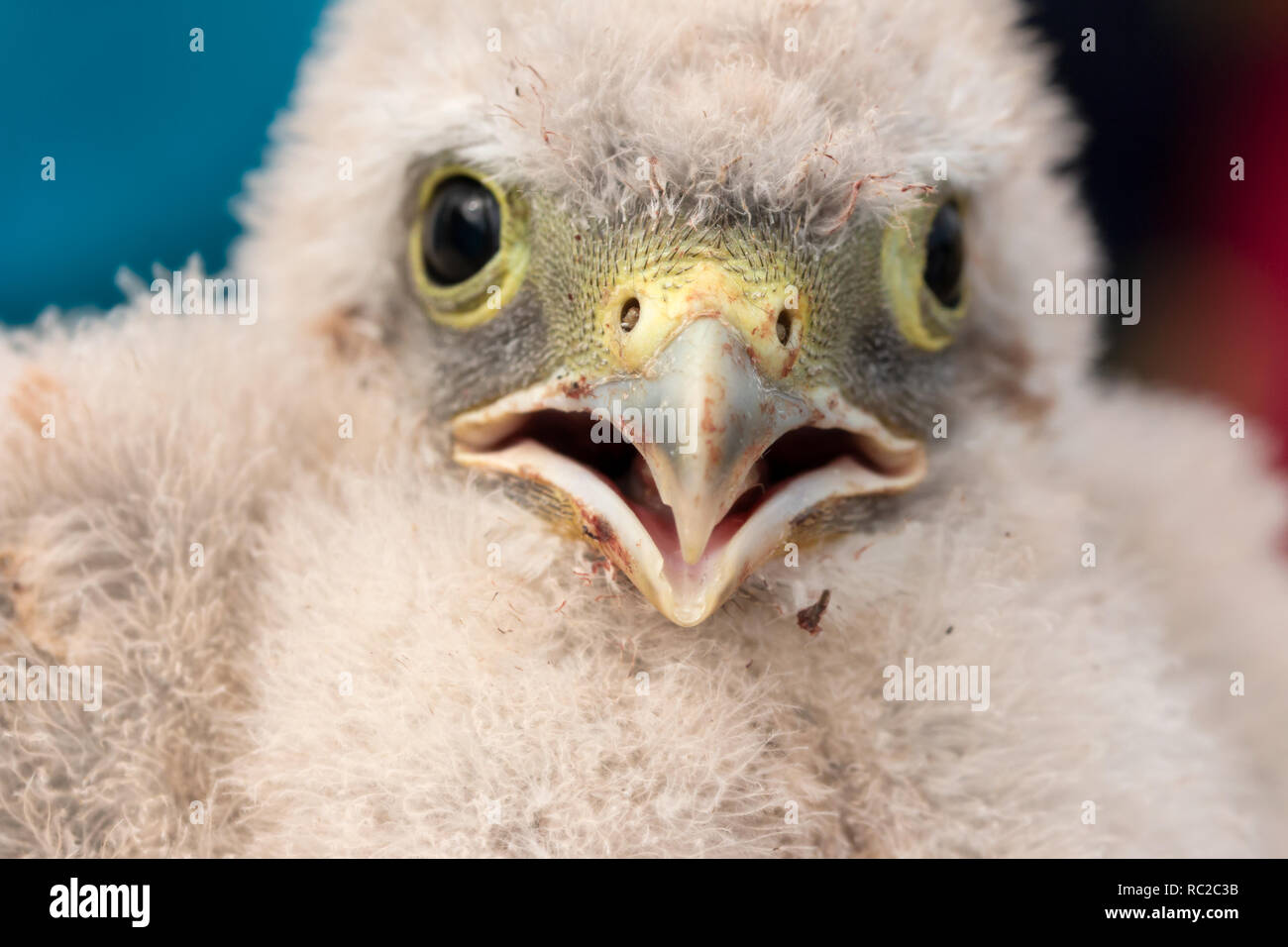 cute little young kestrel nestling captured for ringing Stock Photo - Alamy