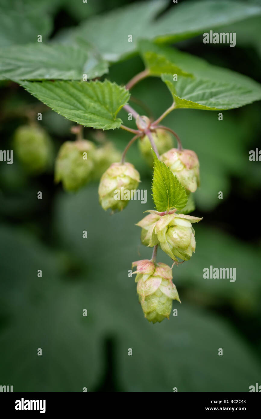 bunch of hop cones - strobili in autumn Stock Photo - Alamy