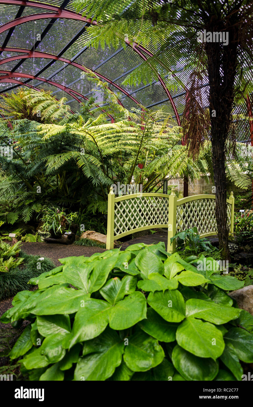 Sydney Fernery High Resolution Stock Photography and Images - Alamy