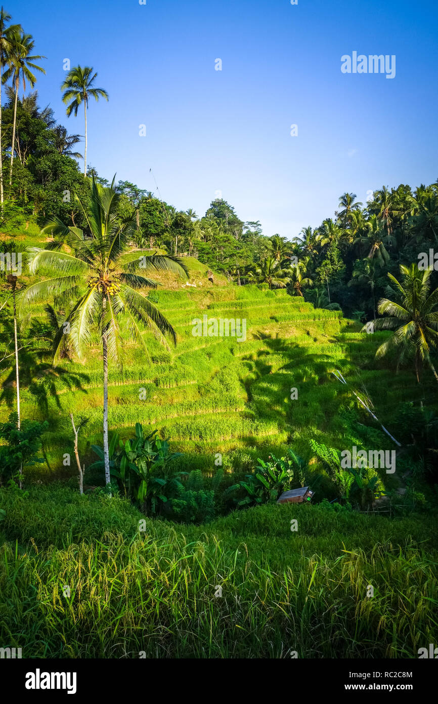 Paddy field rice terraces in ceking, Ubud, Bali, Indonesia Stock Photo ...