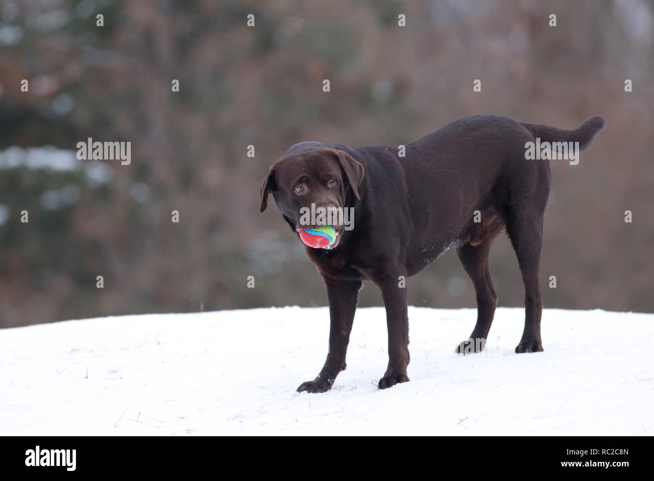 Chocolate Labrador Retriever playing with a ball Stock Photo - Alamy