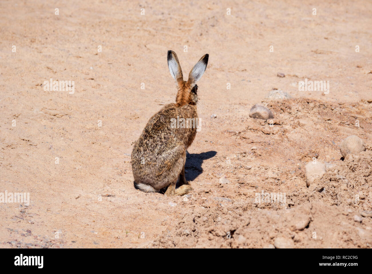 hare rabbit in sandy arid place Stock Photo - Alamy