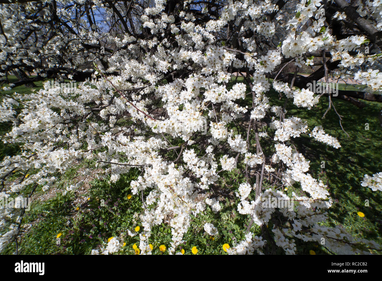 Plum tree blossoms in spring time Stock Photo - Alamy