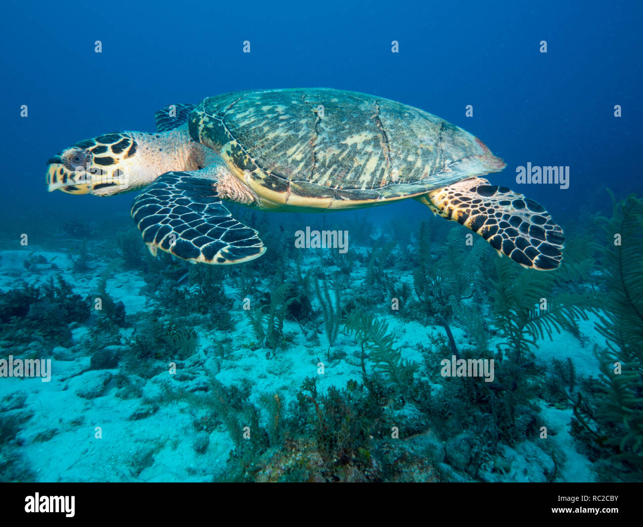 Cuba turtle hi-res stock photography and images - Alamy