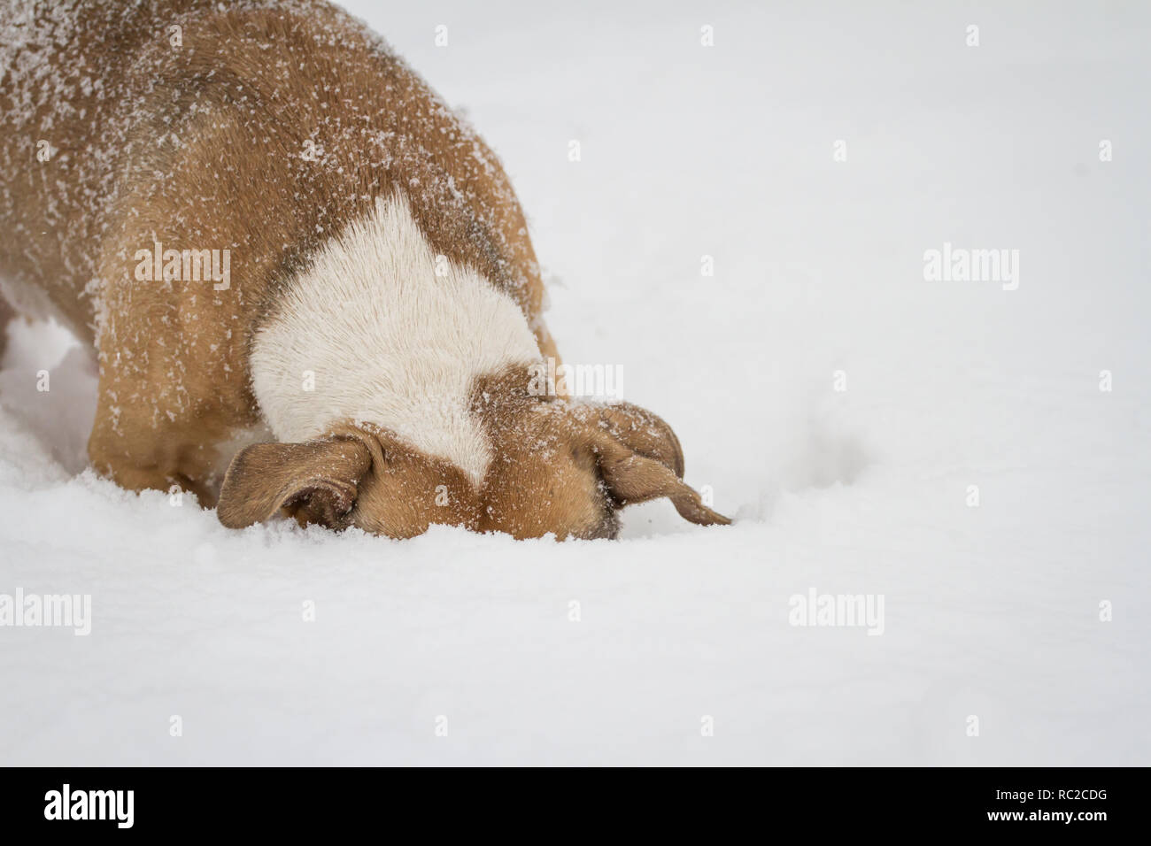American Pit Bull Terrier in the snow Stock Photo - Alamy